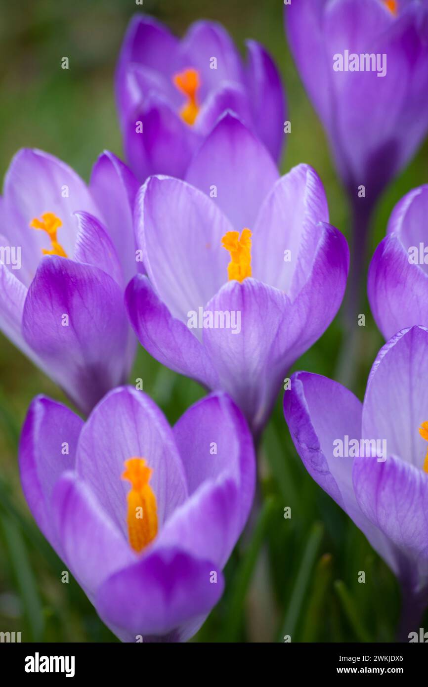 Spring flowering Crocus - purple, naturalised in the lawn Stock Photo ...