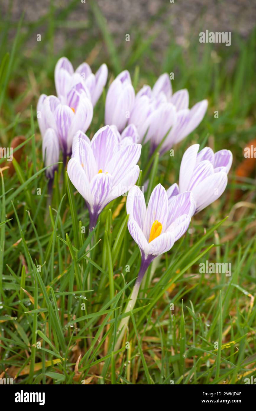 Crocus flowering in lawn hi-res stock photography and images - Alamy