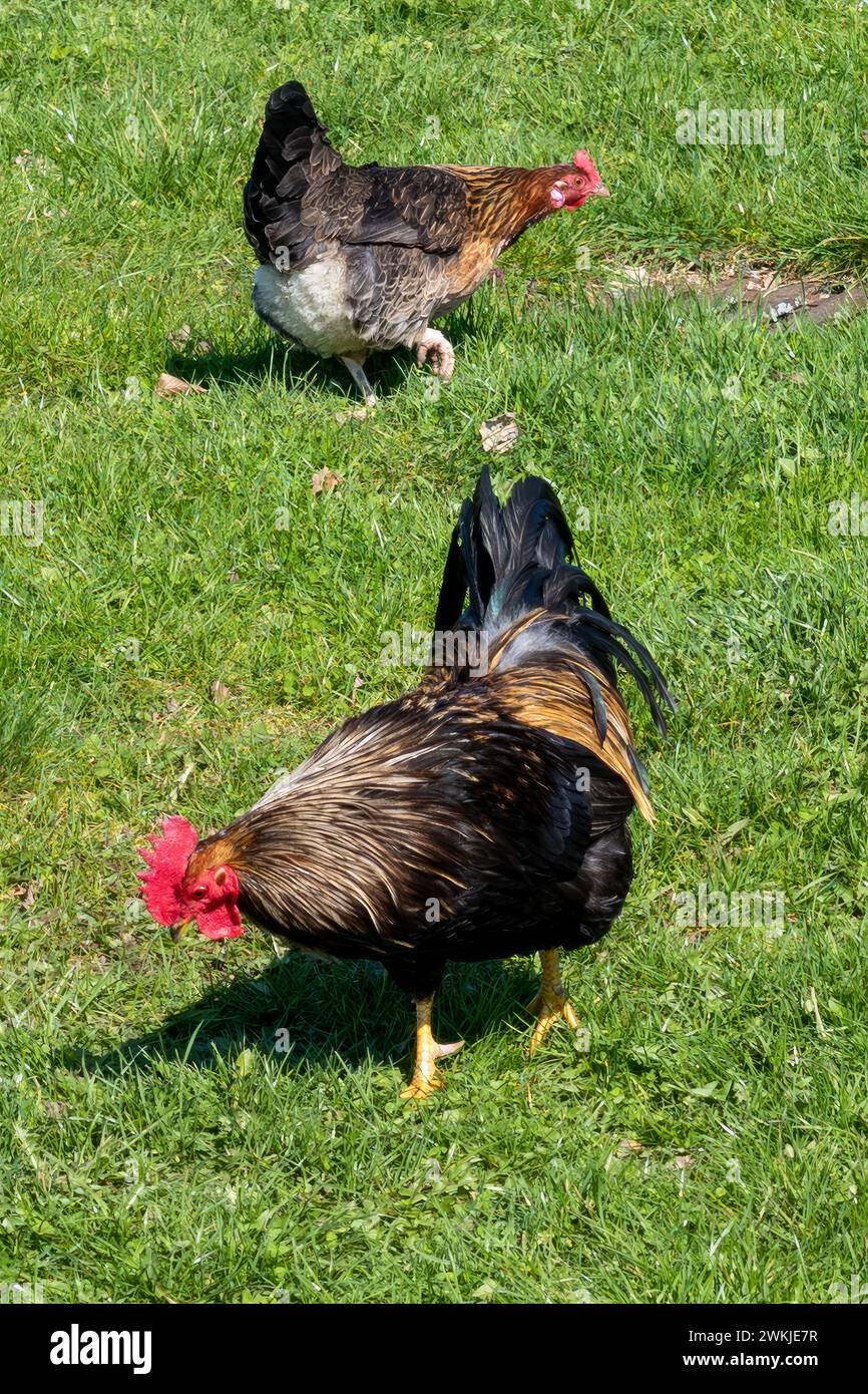 Cockerel in the sun hi-res stock photography and images - Alamy