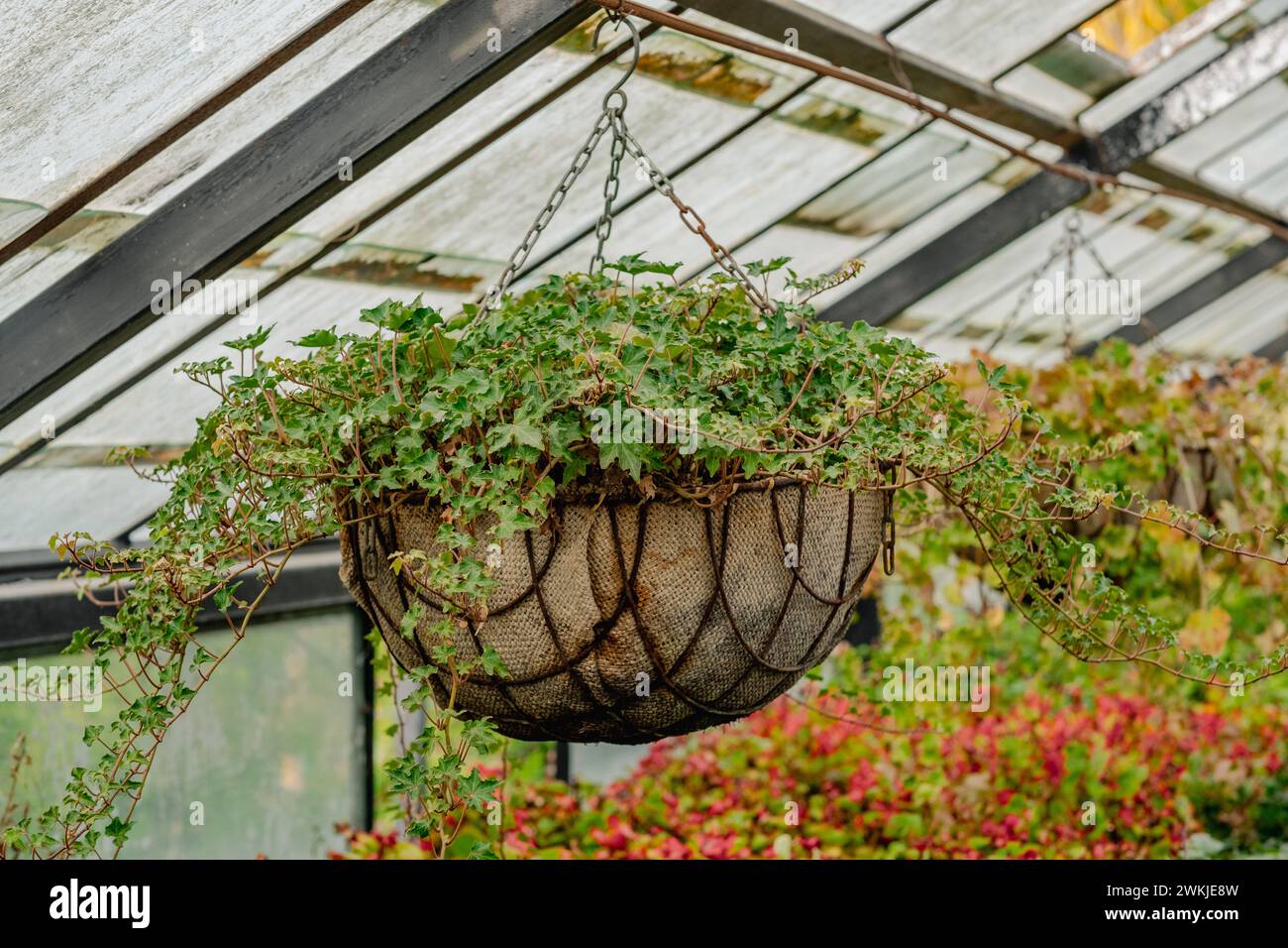 Ivy hangs hi-res stock photography and images - Alamy