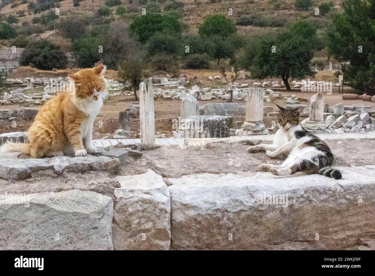 Cats on columns in the Ancient Greek City of Ephesus in Turkey Stock ...