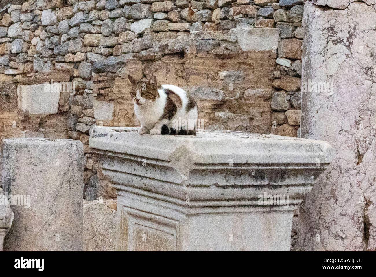 Ancient wild cat hi-res stock photography and images - Alamy