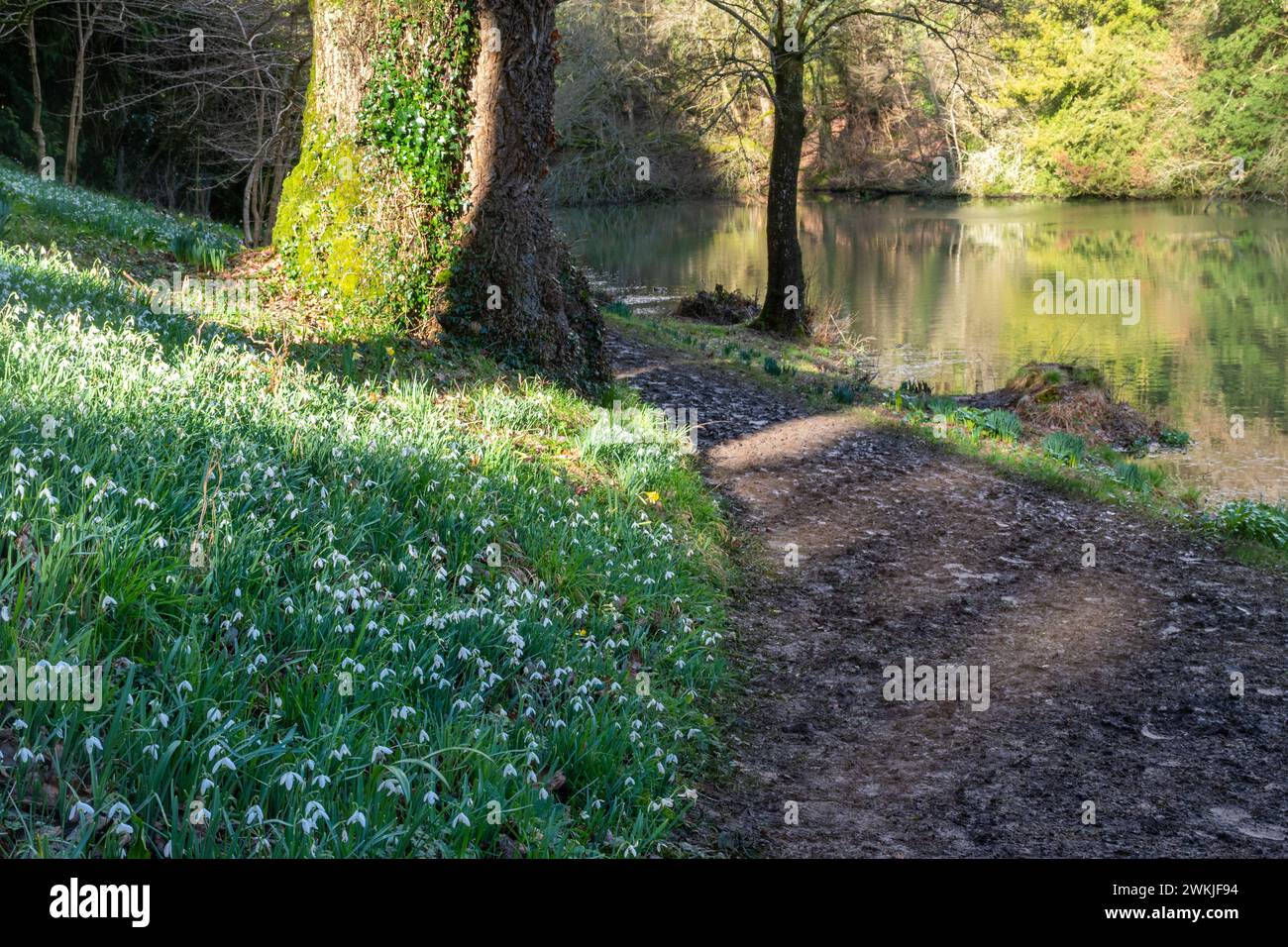 View of snowdrops beside the lake in Colesbourne Park, a country estate ...
