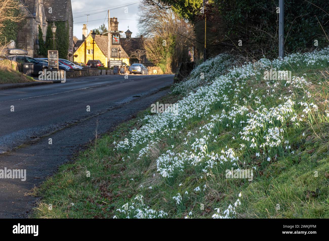 Carpet of snowdrops in flower on a grass bank in Colesbourne village ...