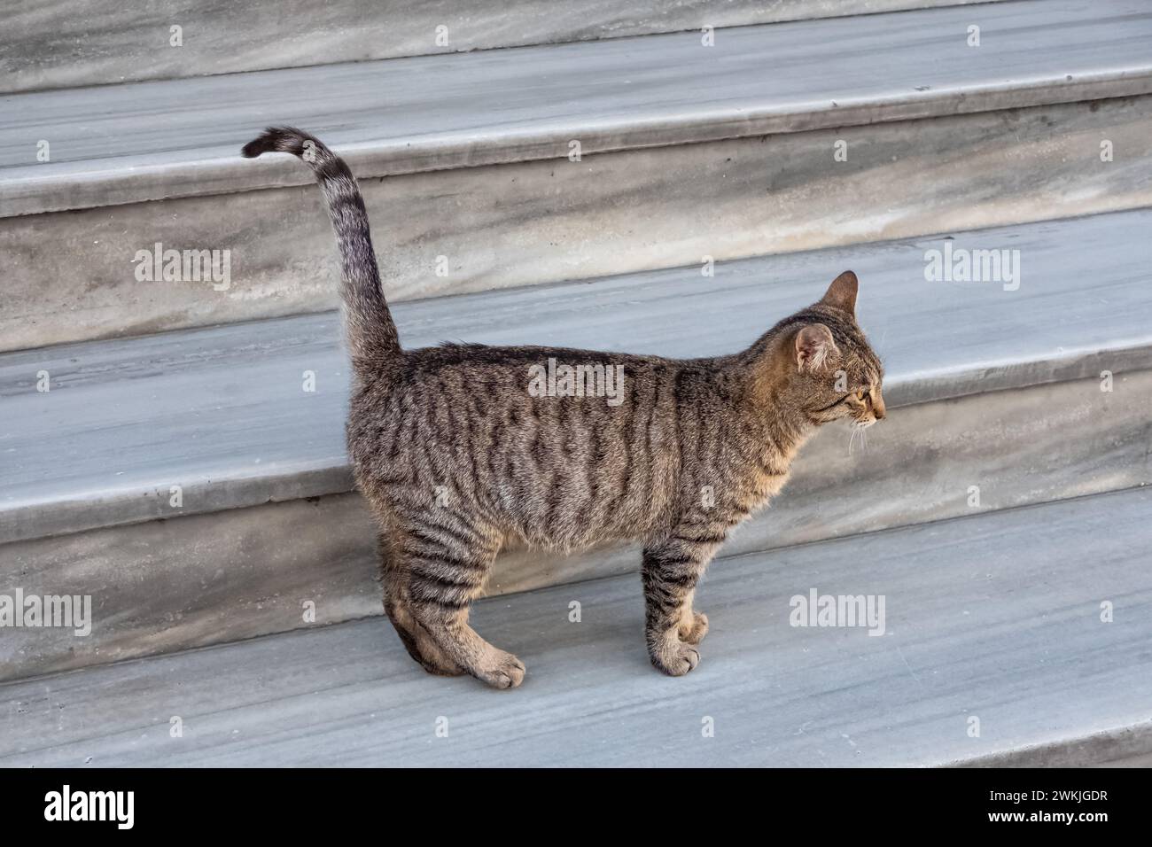 Cat on the stairs outdoor. Tabby cat walking on a staircase. Selective ...
