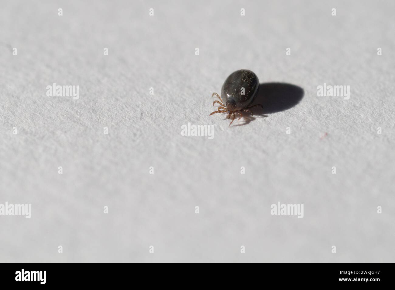 Blut medizin hi-res stock photography and images - Alamy