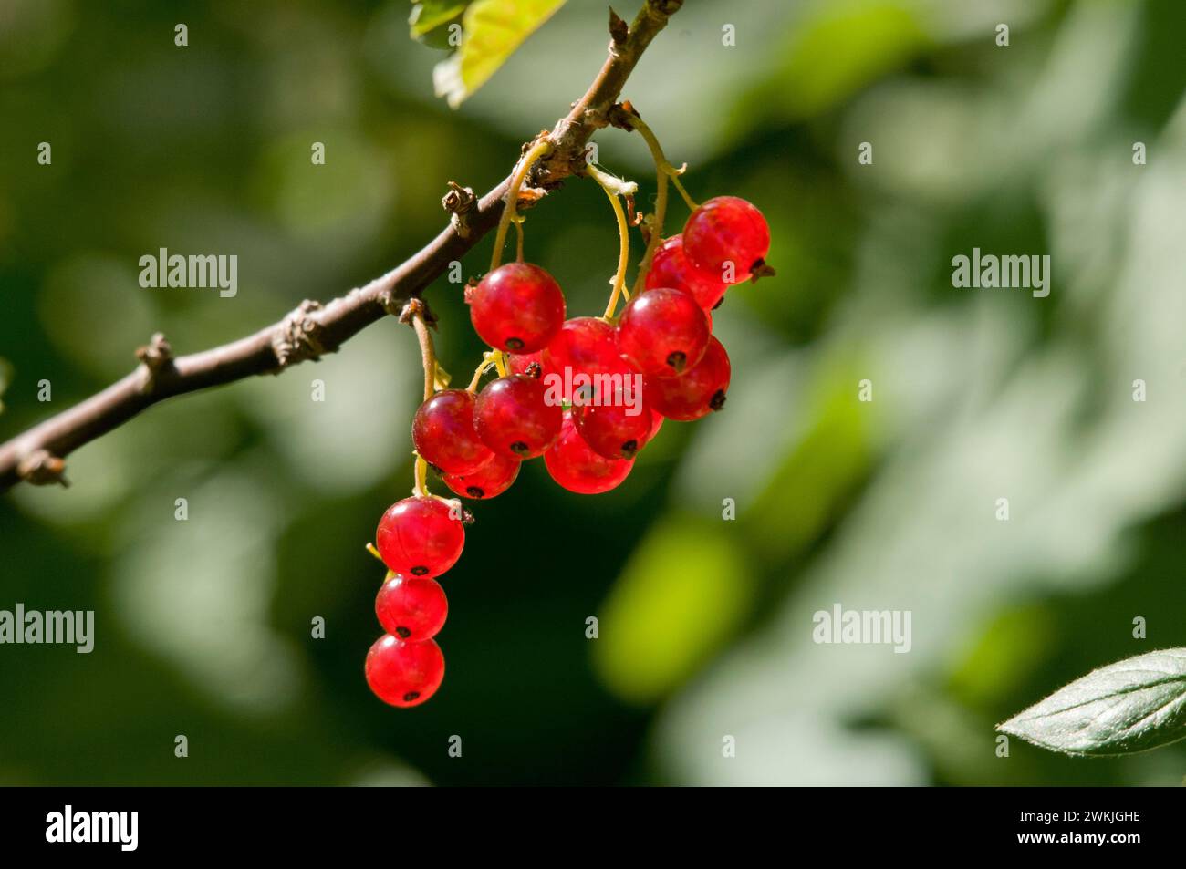 Johannisbeeren gelee hi-res stock photography and images - Alamy
