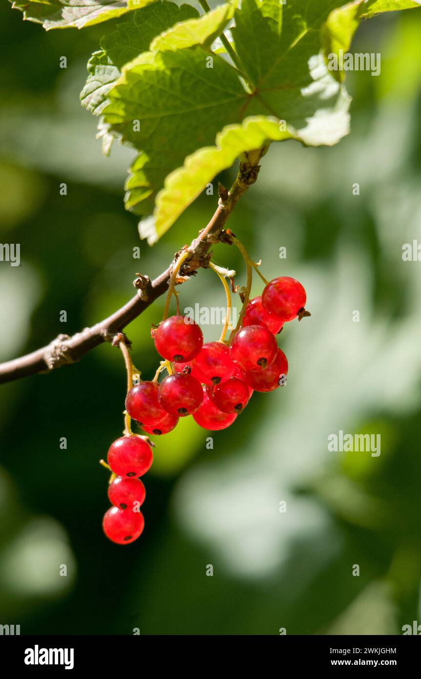 Johannisbeeren gelee hi-res stock photography and images - Alamy