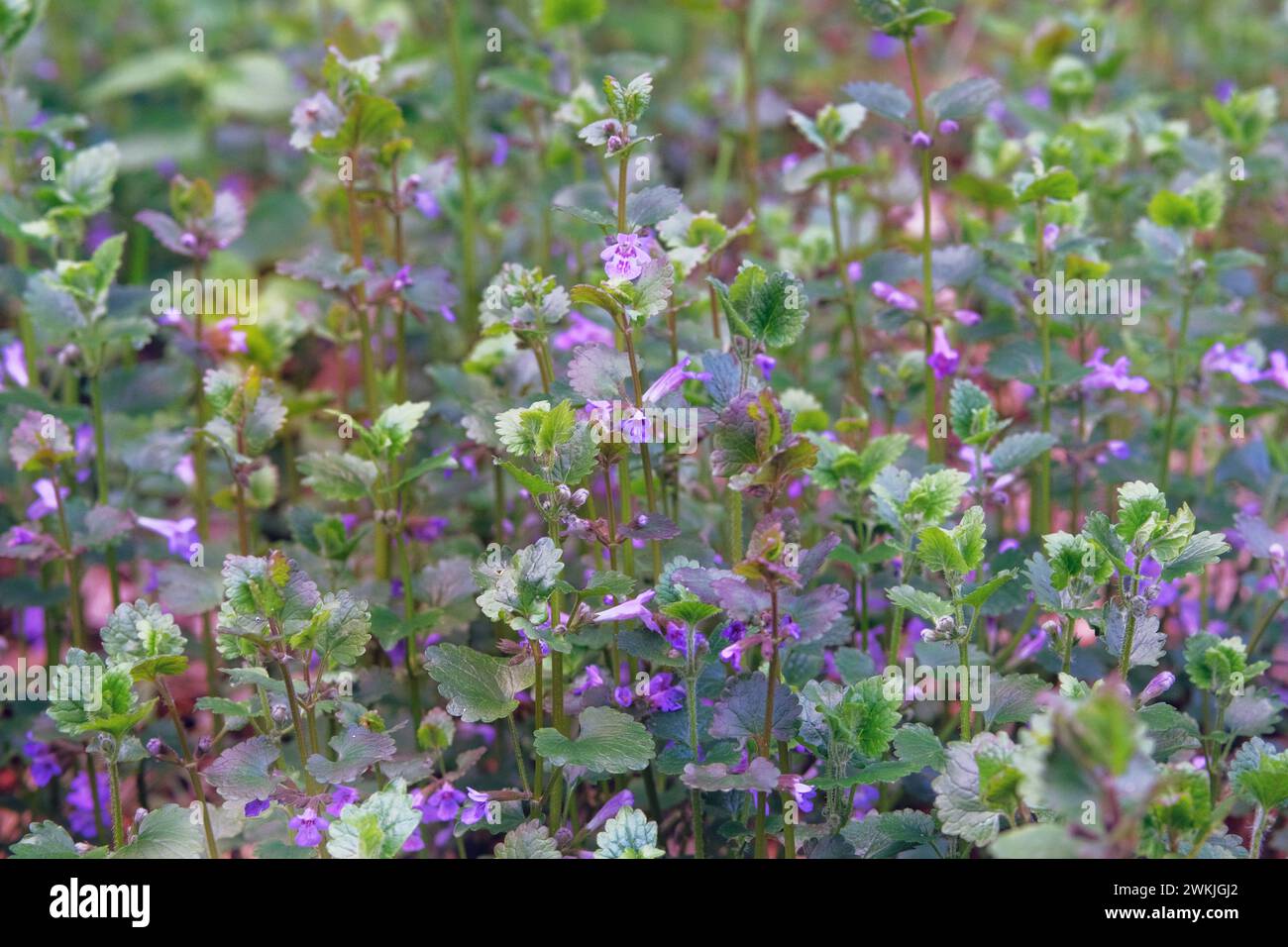Nepeta cataria in farming and harvesting. Growing herb at home. Rustic ...
