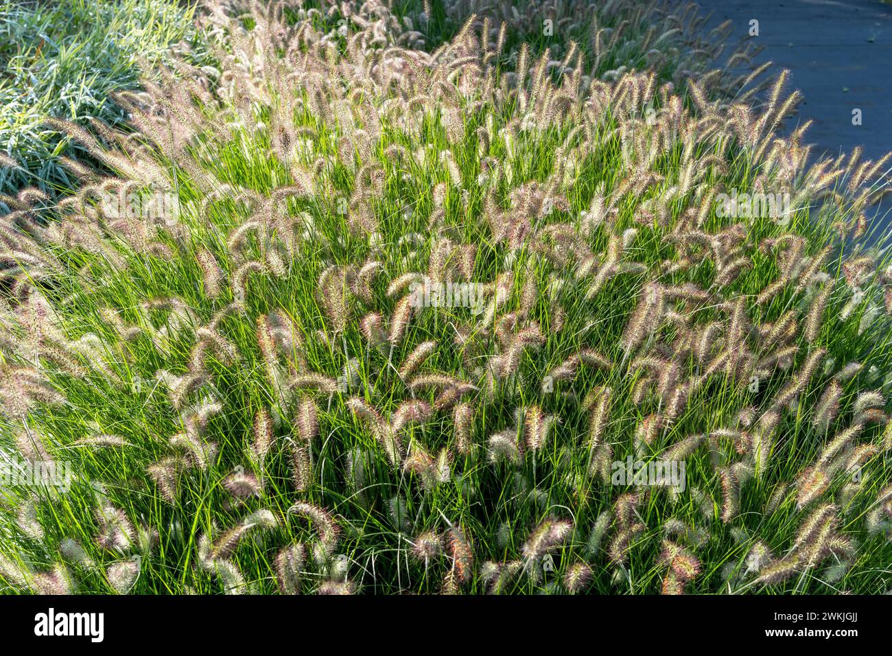 Large quantities of hi-res stock photography and images - Alamy