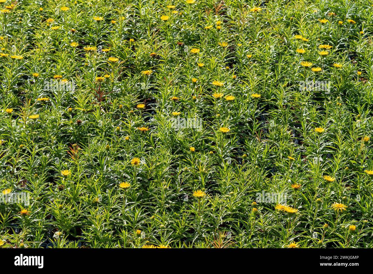 Nula hi-res stock photography and images - Alamy