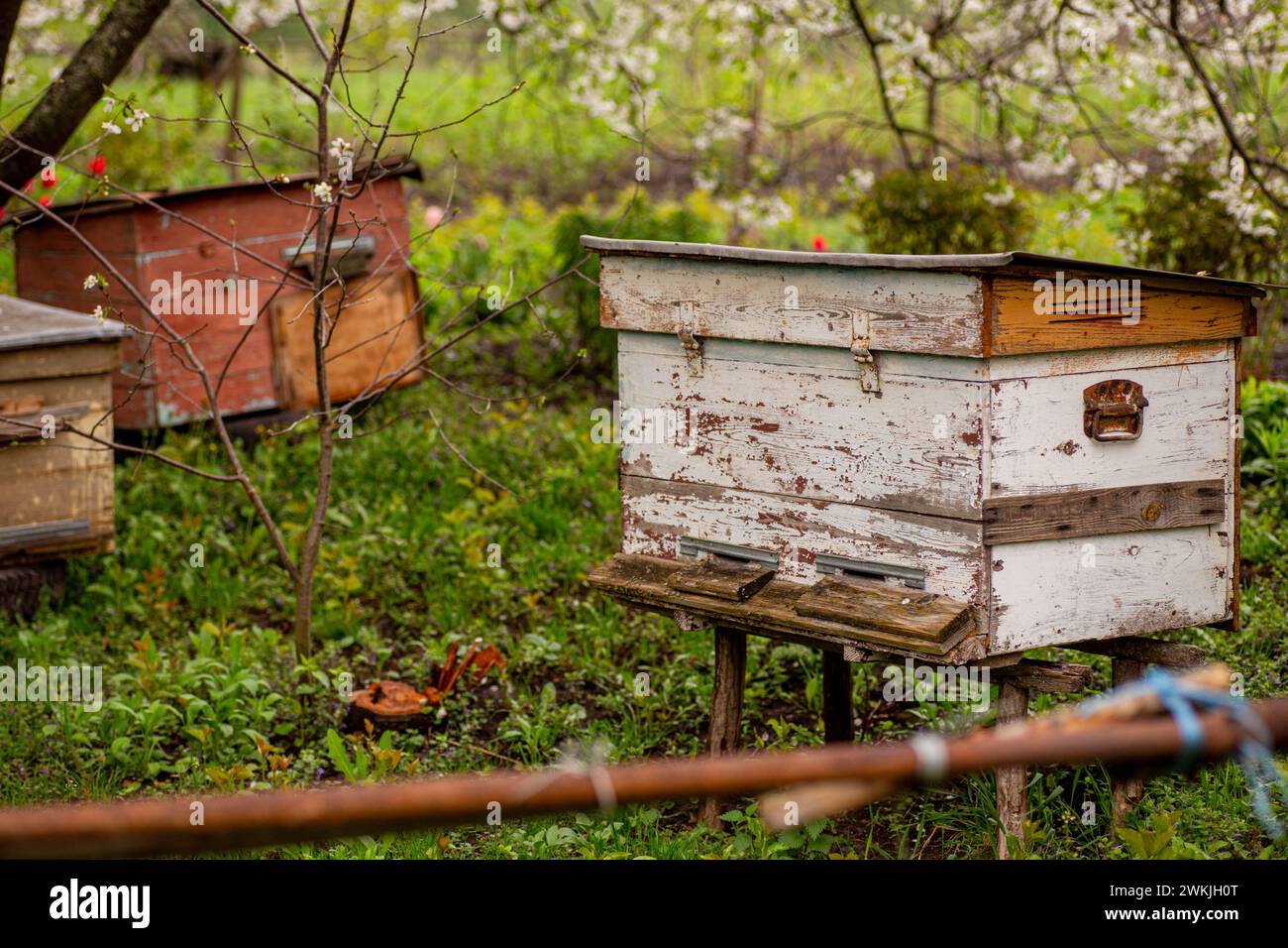 Larvae royal jelly tool hi-res stock photography and images - Alamy