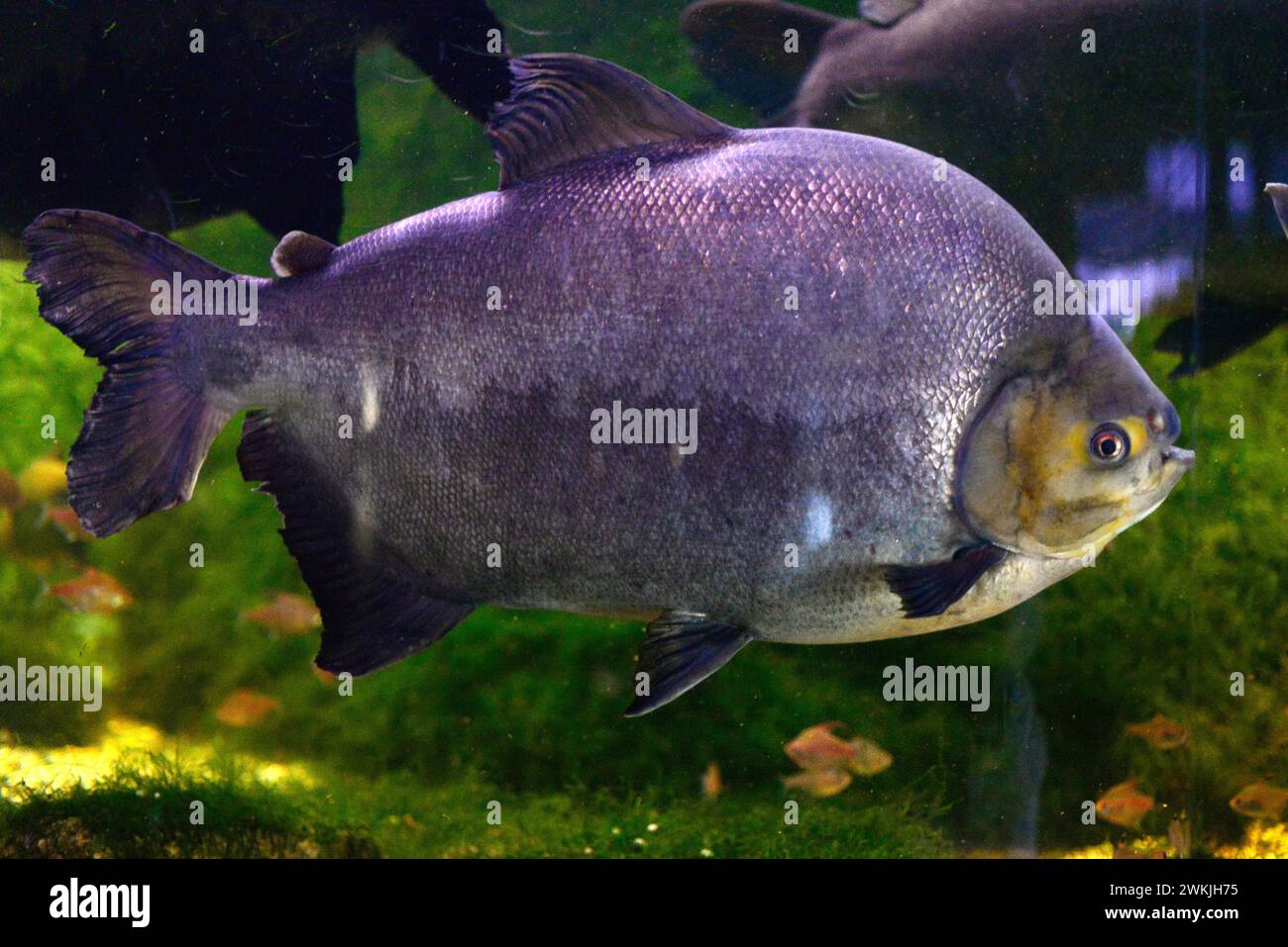 Tambaqui (Colossoma macropomum) is an herbivorous freshwater fish ...