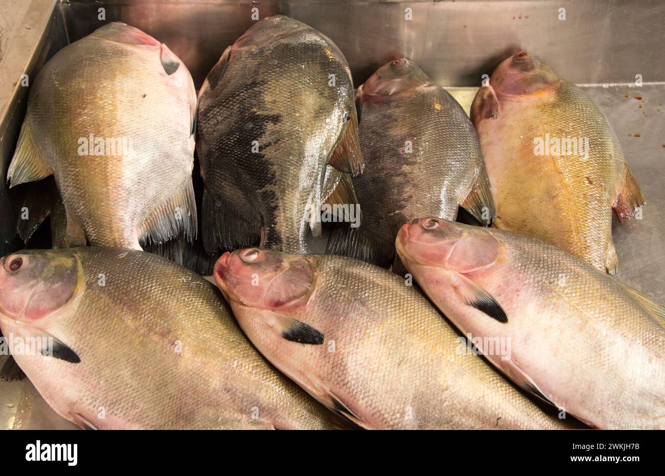 Tambaqui (Colossoma macropomum) is an herbivorous freshwater fish ...