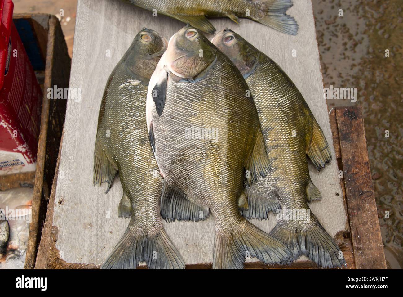 Tambaqui (Colossoma macropomum) is an herbivorous freshwater fish ...