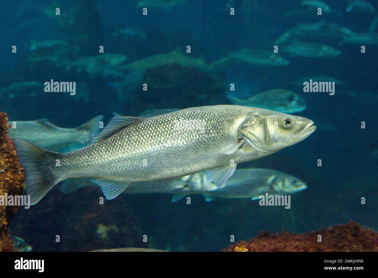European seabass (Dicentrarchus labrax) is an edible marine fish native ...