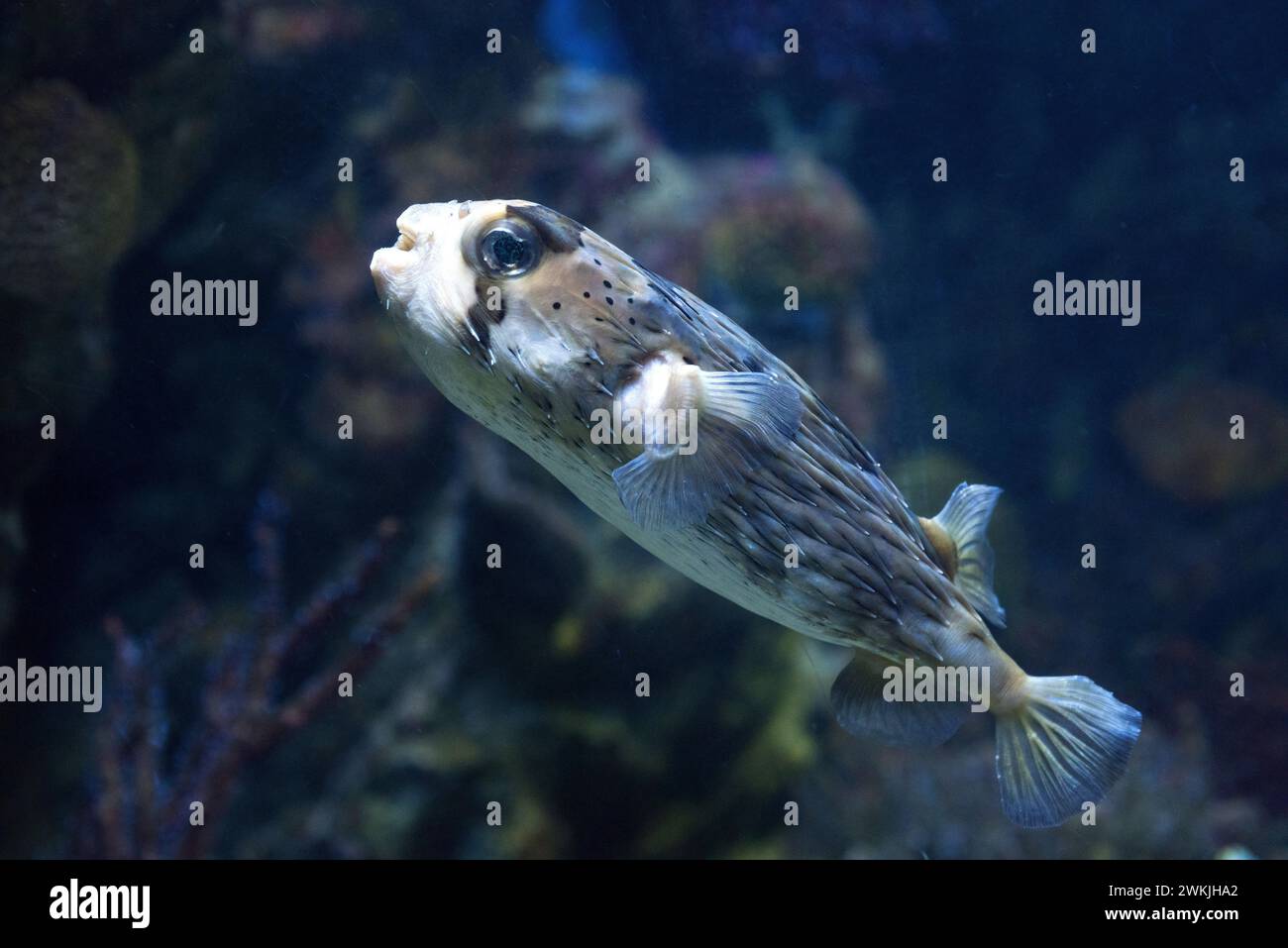 Long spine porcupinefish hi-res stock photography and images - Alamy