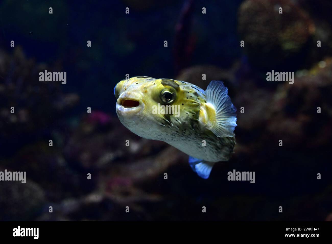 Long-spine porcupinefish (Diodon holocanthus) is a tropical marine fish ...