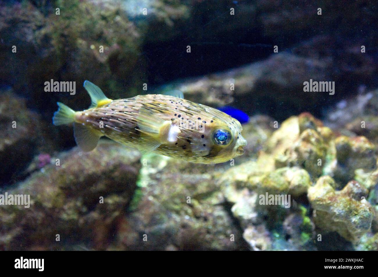 Slender-spined porcupinefish (Diodon nicthemerus) is a carnivorous ...