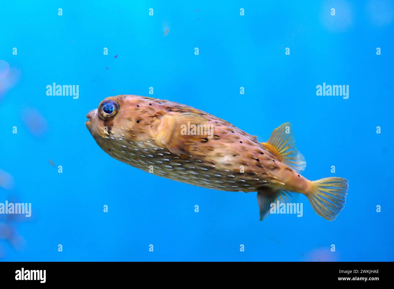 Porcupinefish diodon nicthemerus hi-res stock photography and images ...