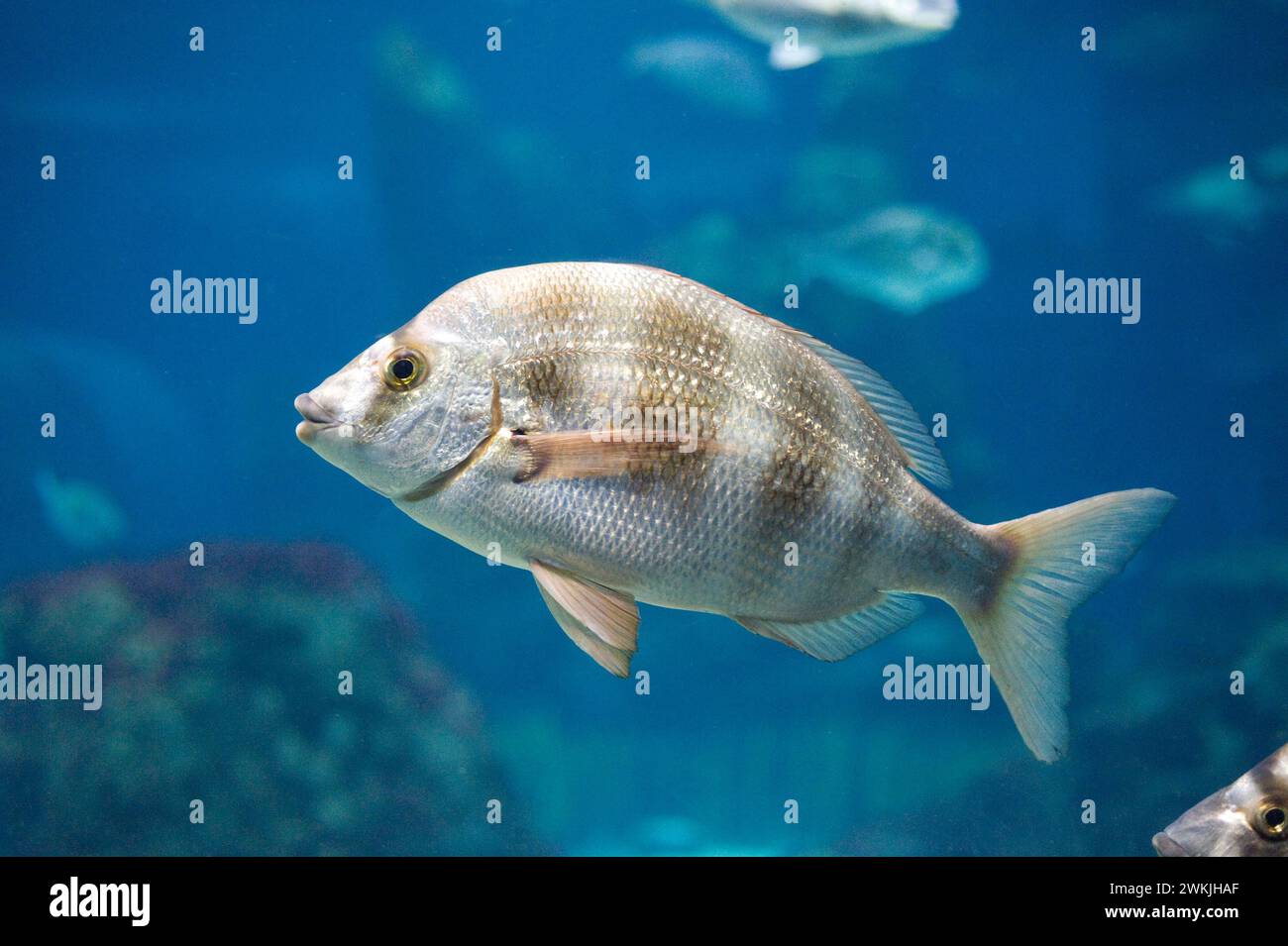 Zebra seabream (Diplodus cervinus) is a omnivorous marine fish native ...