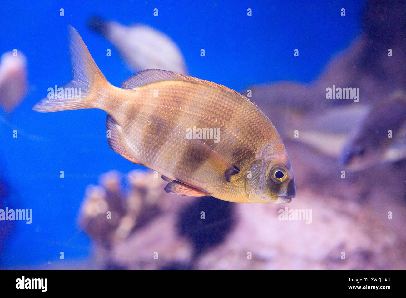 Zebra seabream (Diplodus cervinus) is a omnivorous marine fish native ...