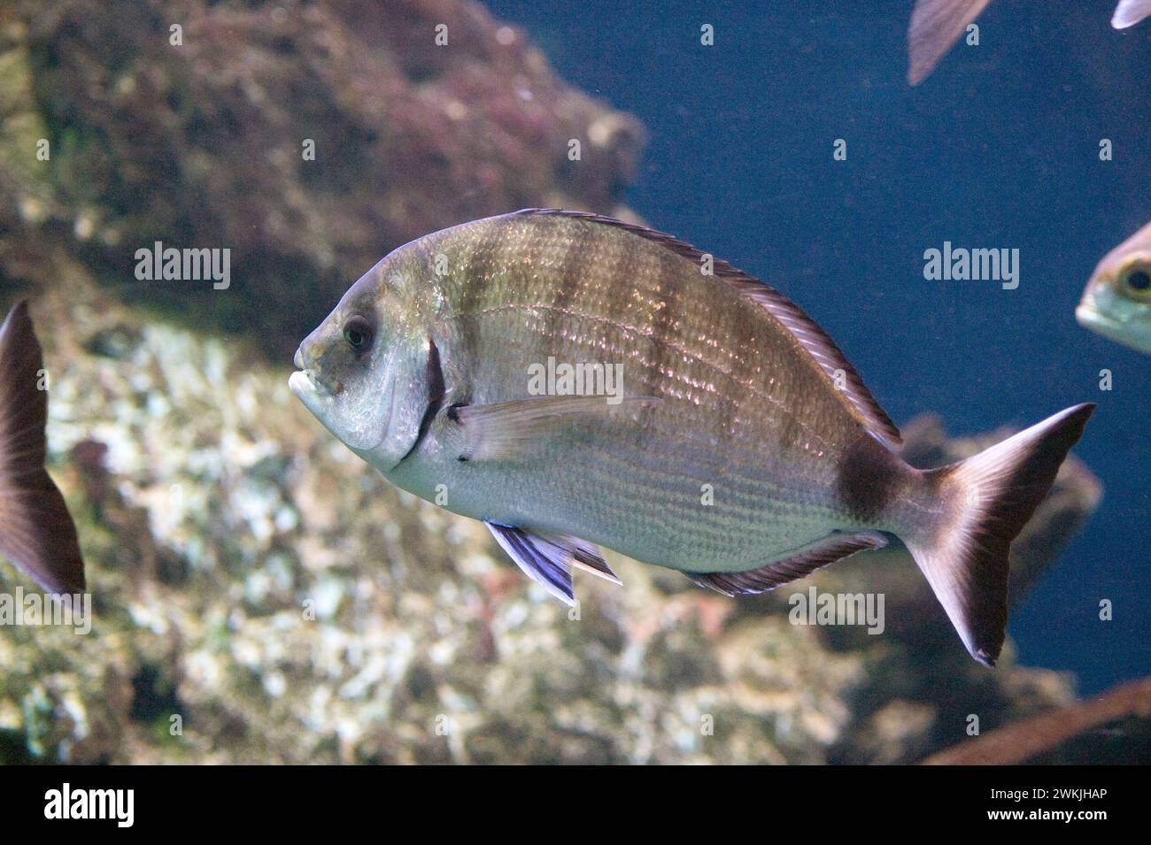Sargo or white seabream (Diplodus sargus) is an omnivorous marine fish ...
