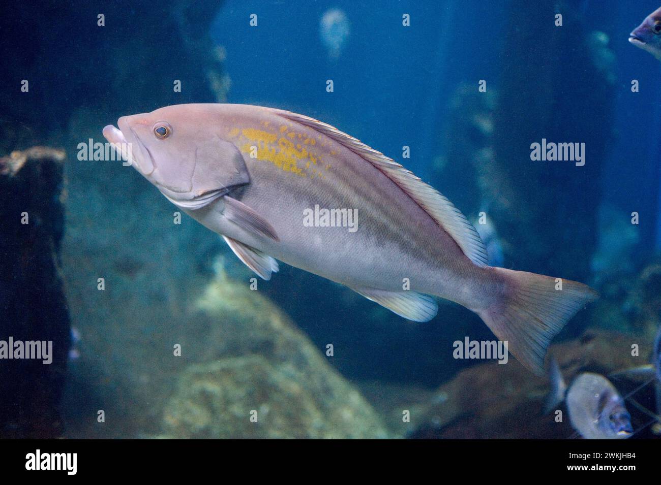 Goldblotch grouper (Epinephelus costae) is a carnivorous marine fish ...