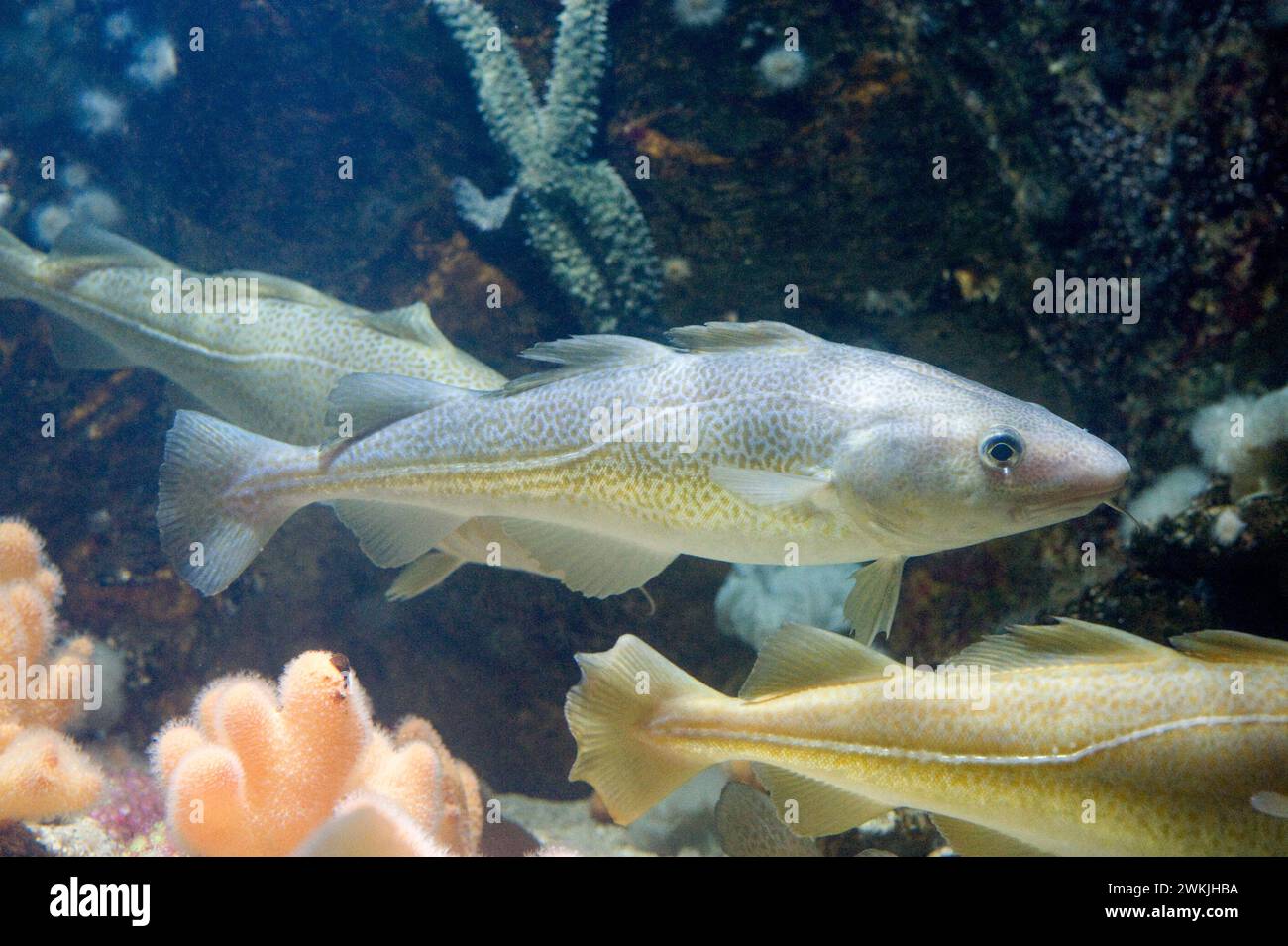 Atlantic cod (Gadus morhua) is a carnivorous marine fish native to ...