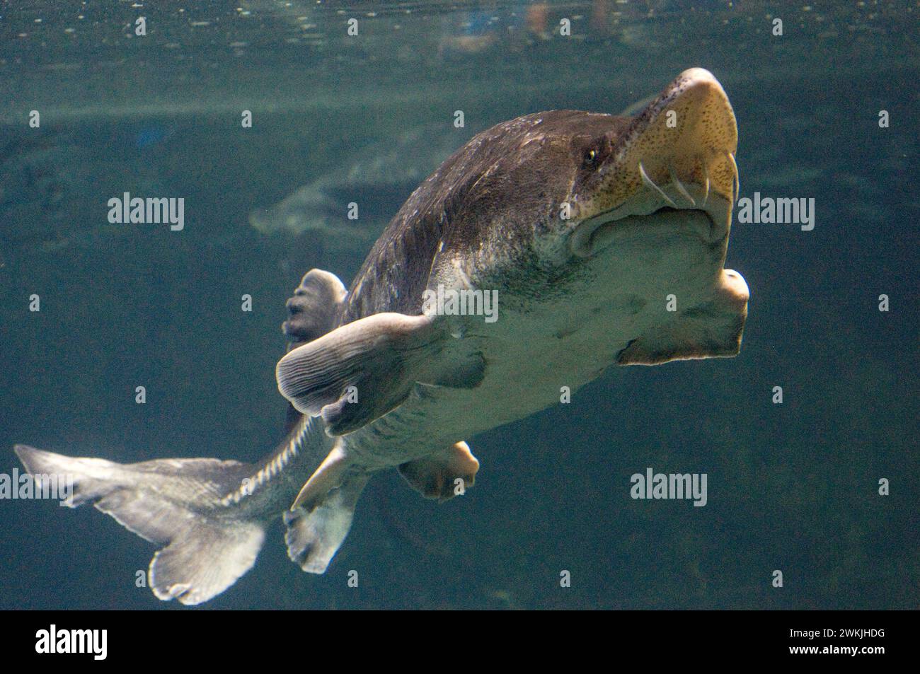 Beluga sturgeon (Huso huso) is a freswater and marine fish (euryhaline ...