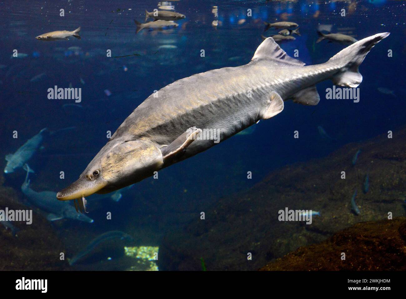 Beluga sturgeon (Huso huso) is a freswater and marine fish (euryhaline ...