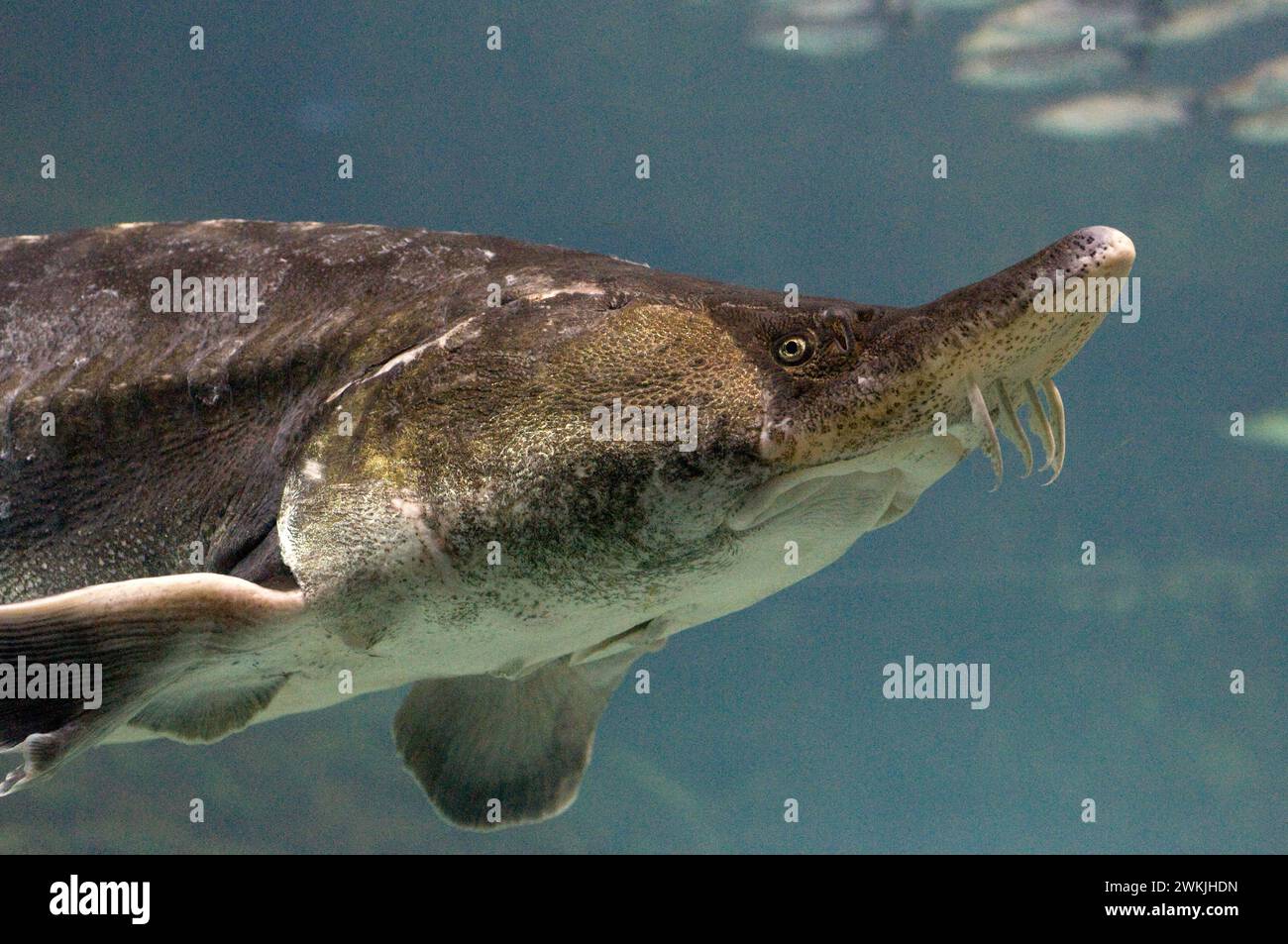 Beluga sturgeon (Huso huso) is a freswater and marine fish (euryhaline ...