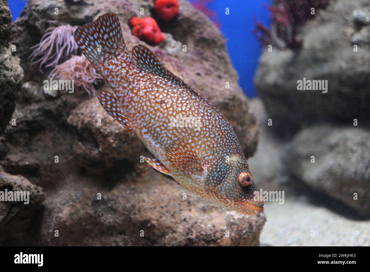 Ballan wrasse (Labrus bergylta) is a carnivorous marine fish native to ...