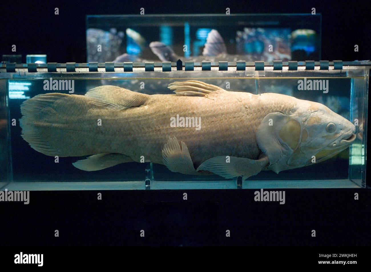 Preserved specimen of coelacanth (Latimeria chalumnae). Coelacanth is ...