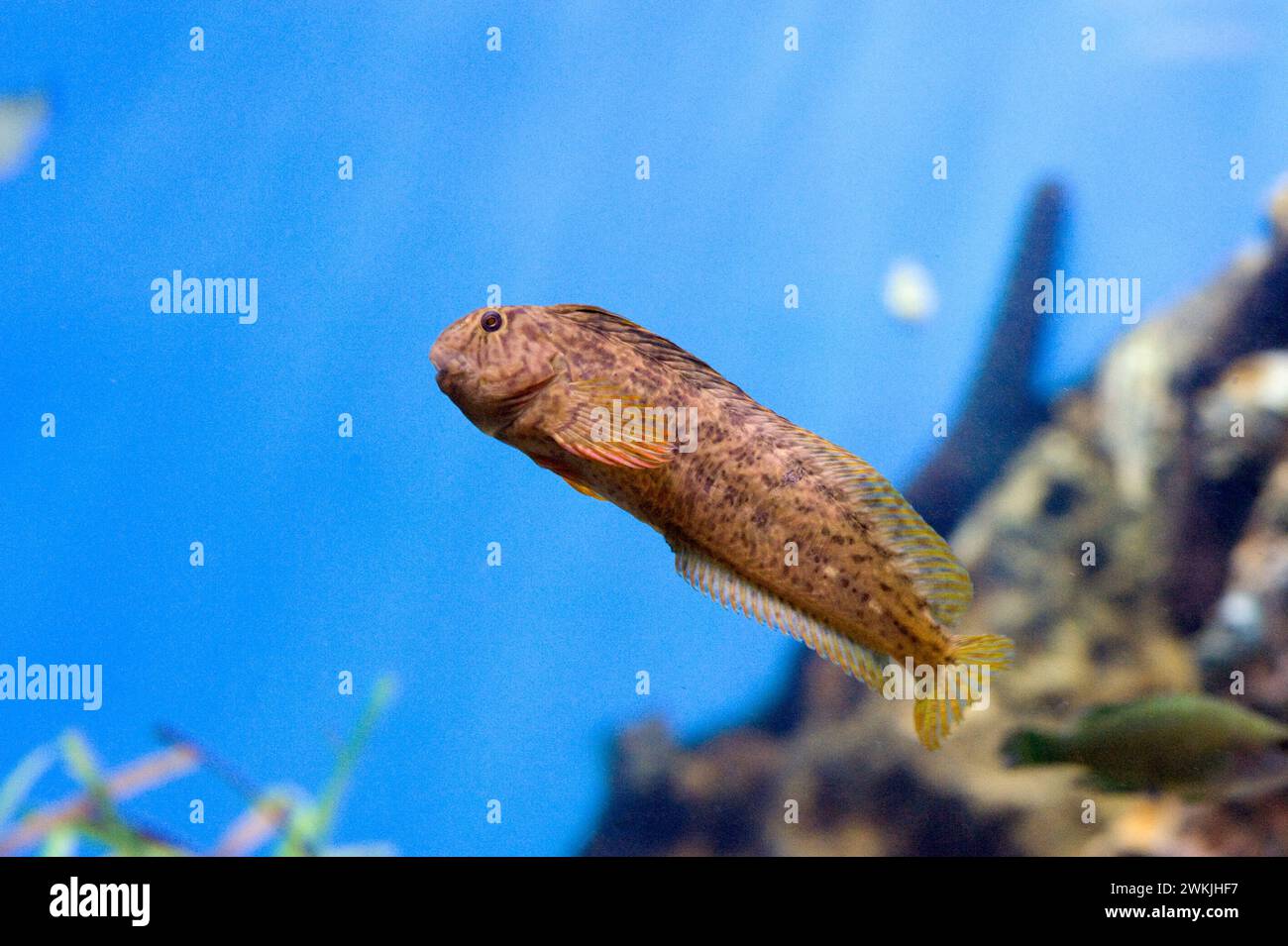 Liprophys hi-res stock photography and images - Alamy