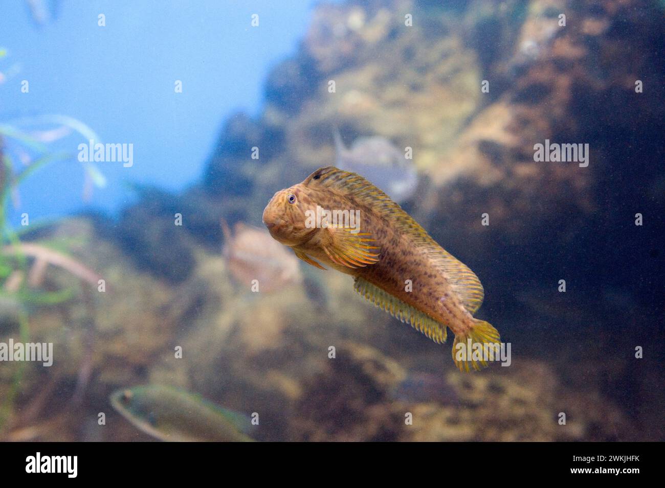 Liprophys hi-res stock photography and images - Alamy