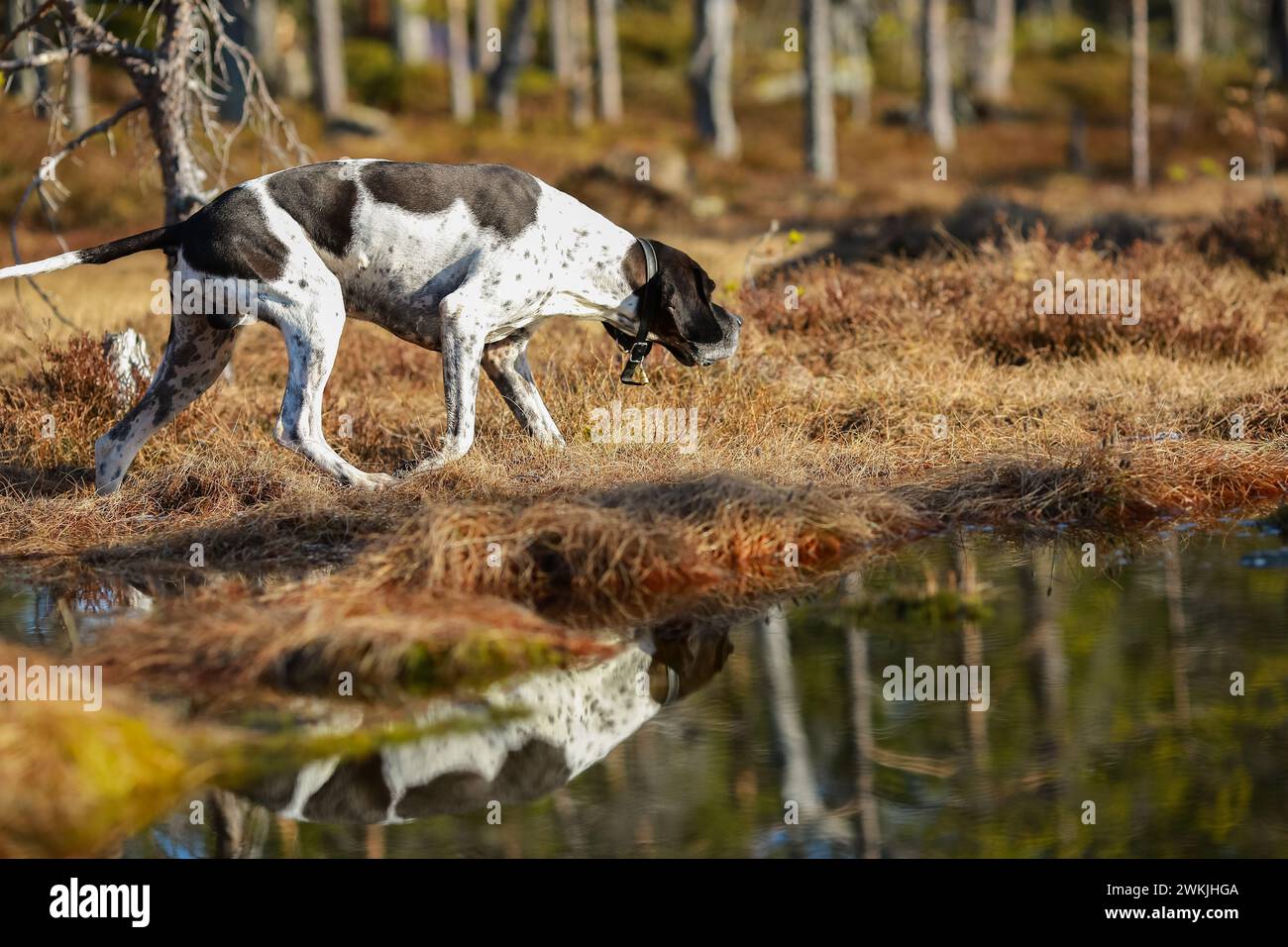 Dog english pointer hunting in the swamp in the autumn Stock Photo - Alamy