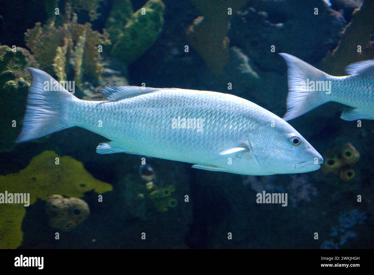 Mangrove snapper (Lutjanus griseus) is a marine fish native to western ...