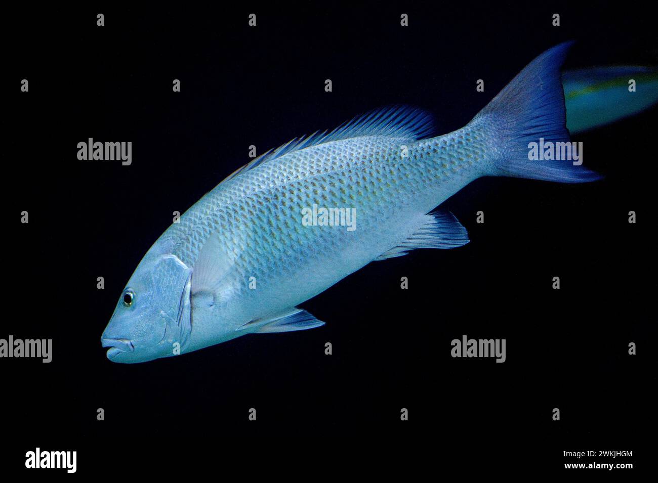 Mangrove snapper (Lutjanus griseus) is a marine fish native to western ...
