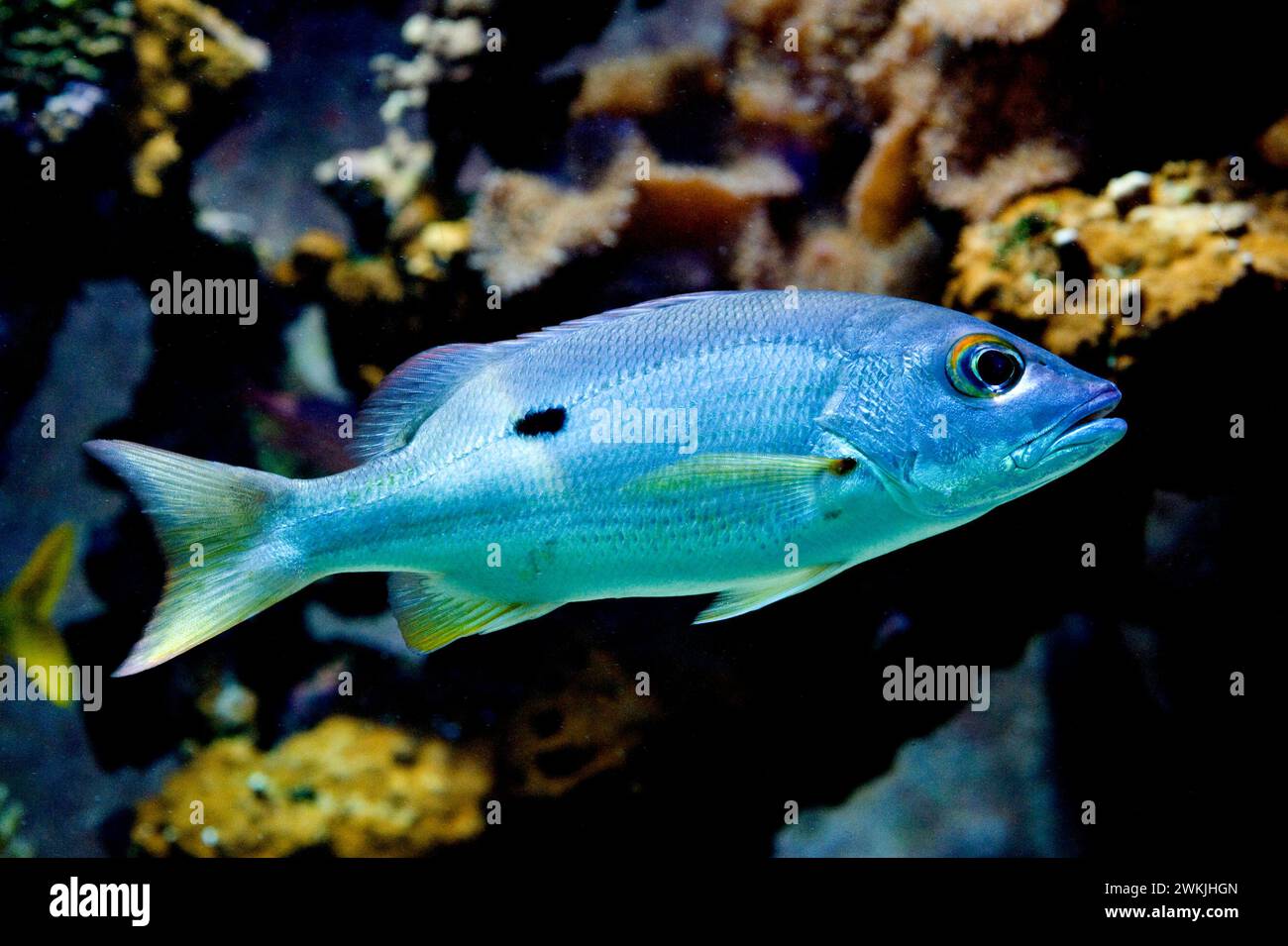 Spotted rose snapper (Lutjanus guttatus) is a marine fish native to ...