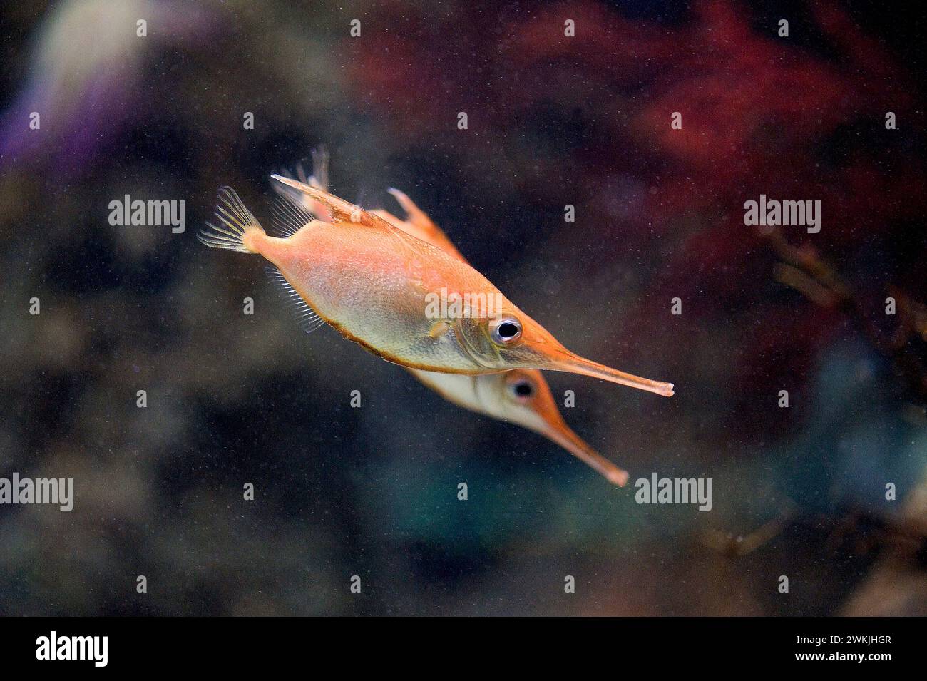 Longspine snipefish (Macrorhamphosus scolopax) is a cosmopolitan marine ...