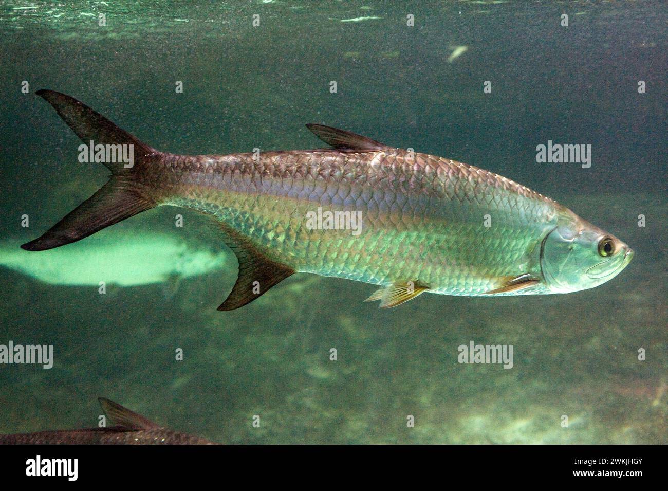 Atlantic tarpon hi-res stock photography and images - Alamy