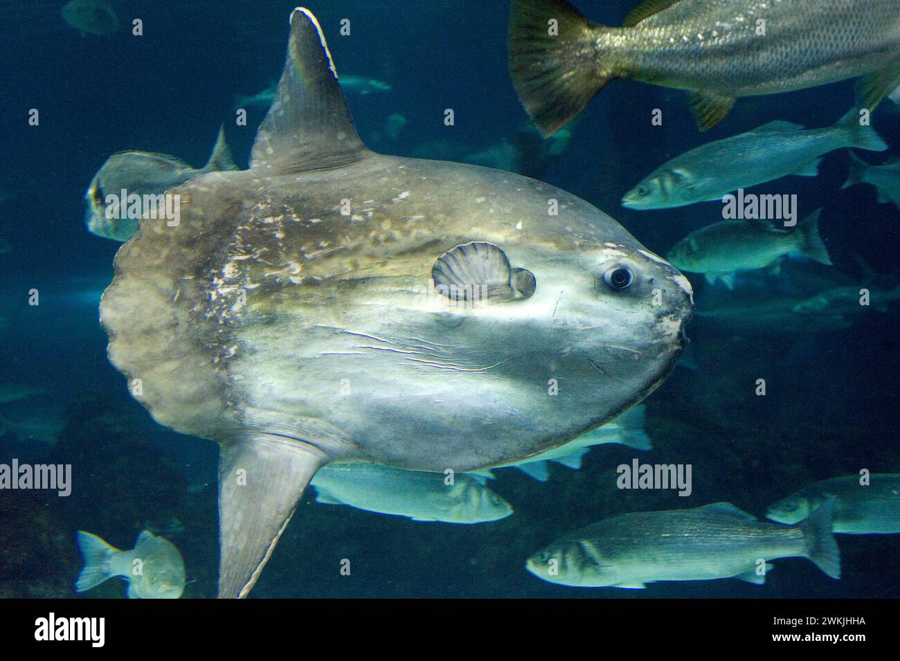 Ocean sunfish (Mola mola) is a large marine fish native to tropical and ...