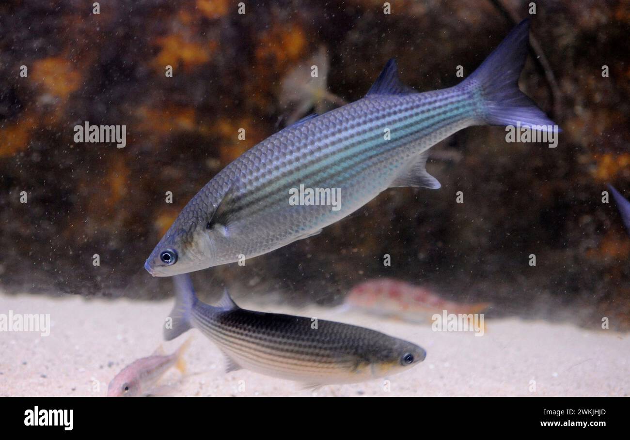 Grey mullet flathead mullet fish hi-res stock photography and images ...
