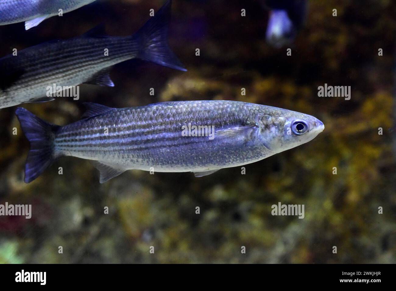 Flathead grey mullet (Mugil cephalus) is a marine fish cosmopolitan ...
