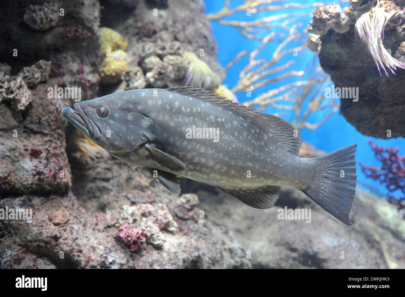 Mottled grouper (Mycteroperca rubra) is a marine fish native to ...