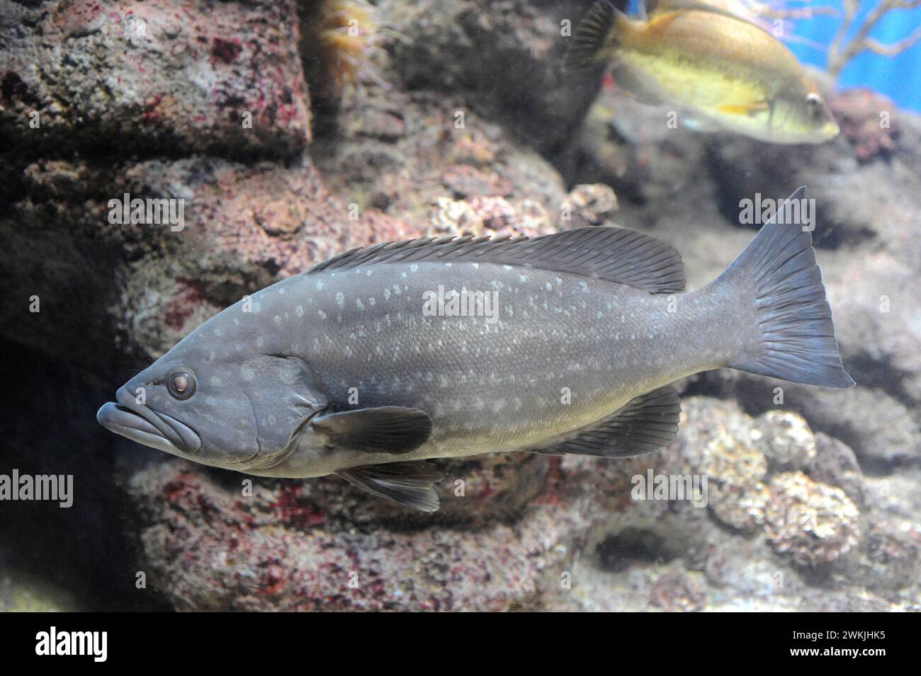Mottled grouper (Mycteroperca rubra) is a marine fish native to ...