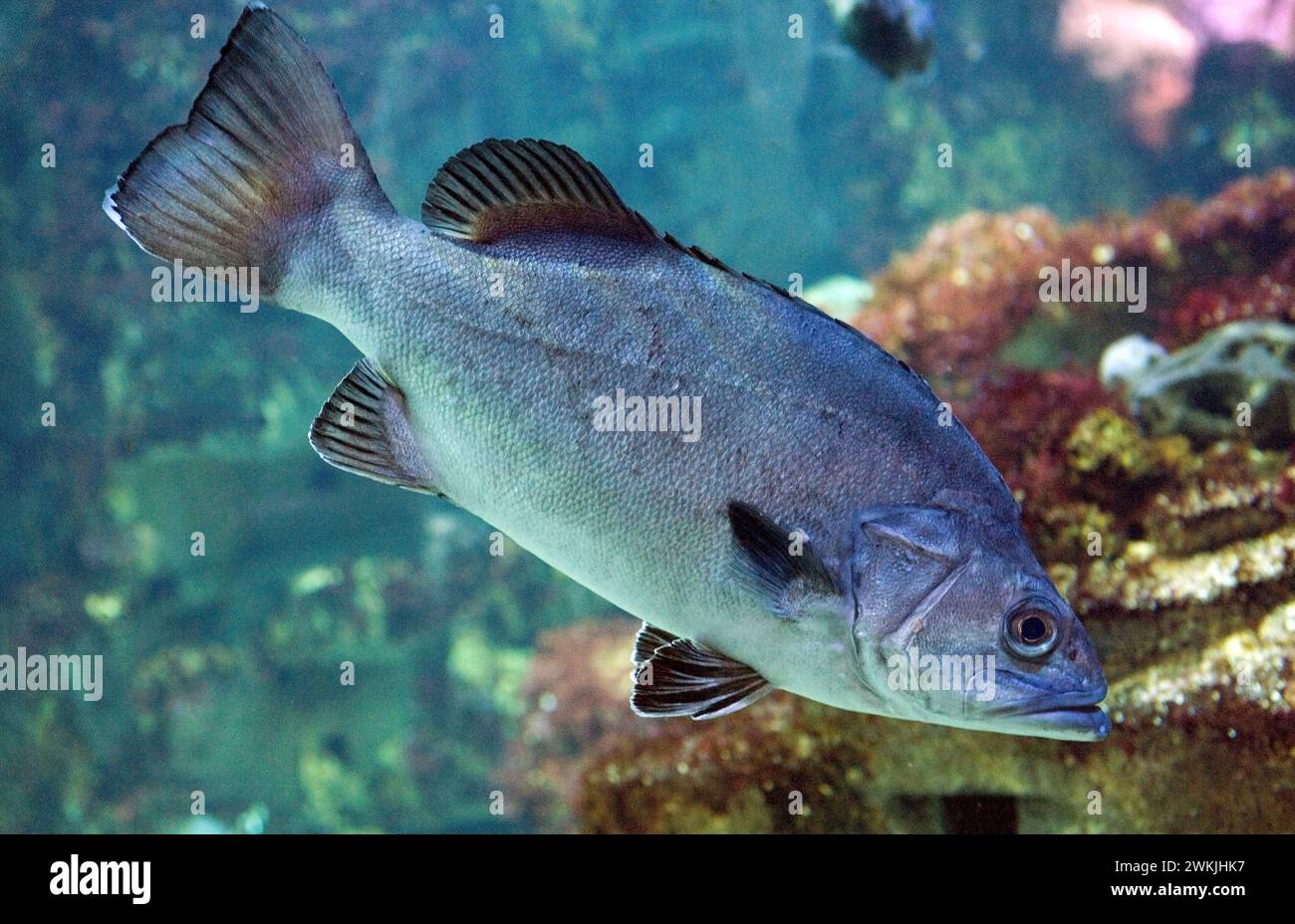 Mottled grouper (Mycteroperca rubra) is a marine fish native to ...