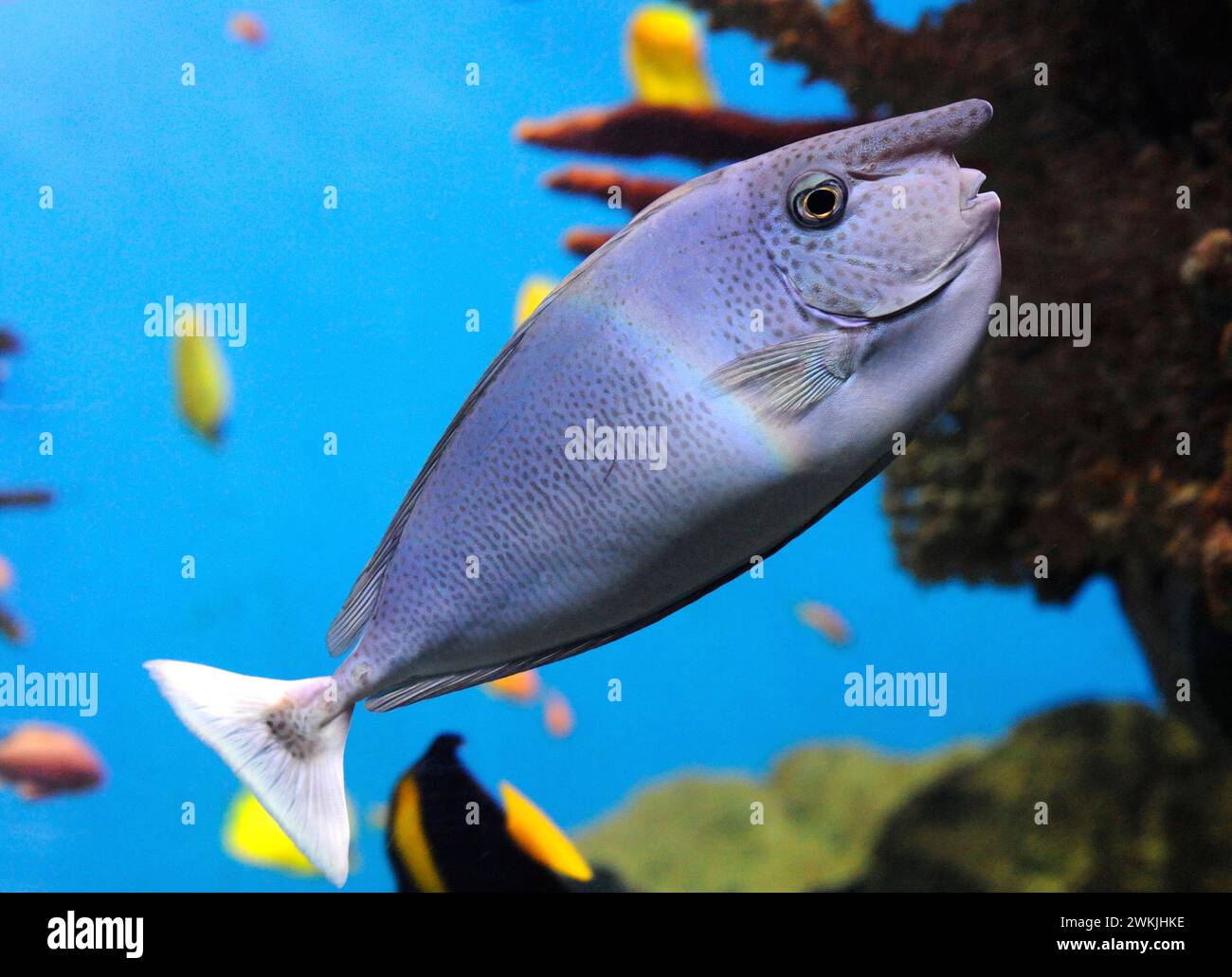 Whitemargin unicornfish (Naso annulatus) is a marine fish native to ...