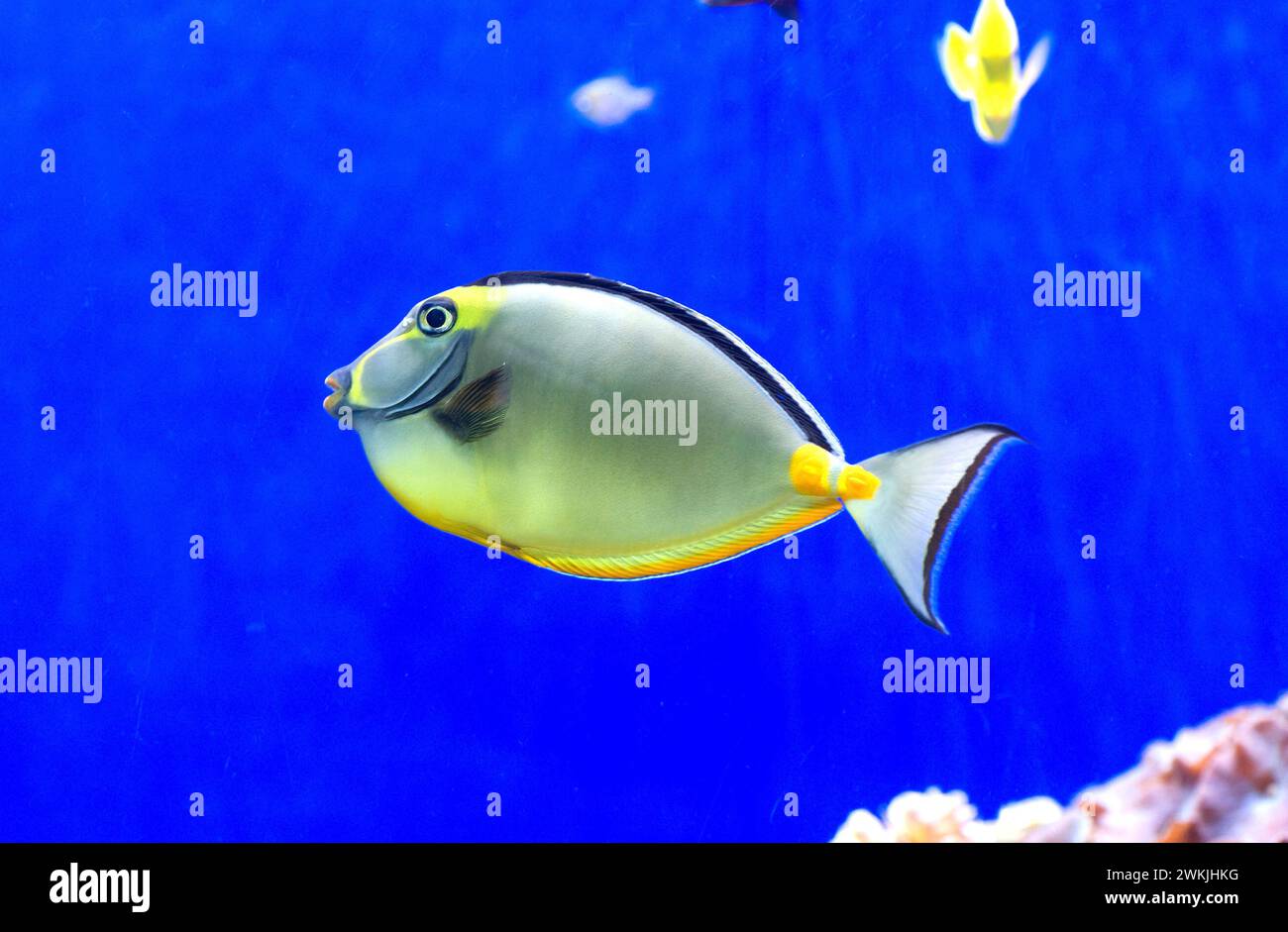 Tang unicornio hi-res stock photography and images - Alamy